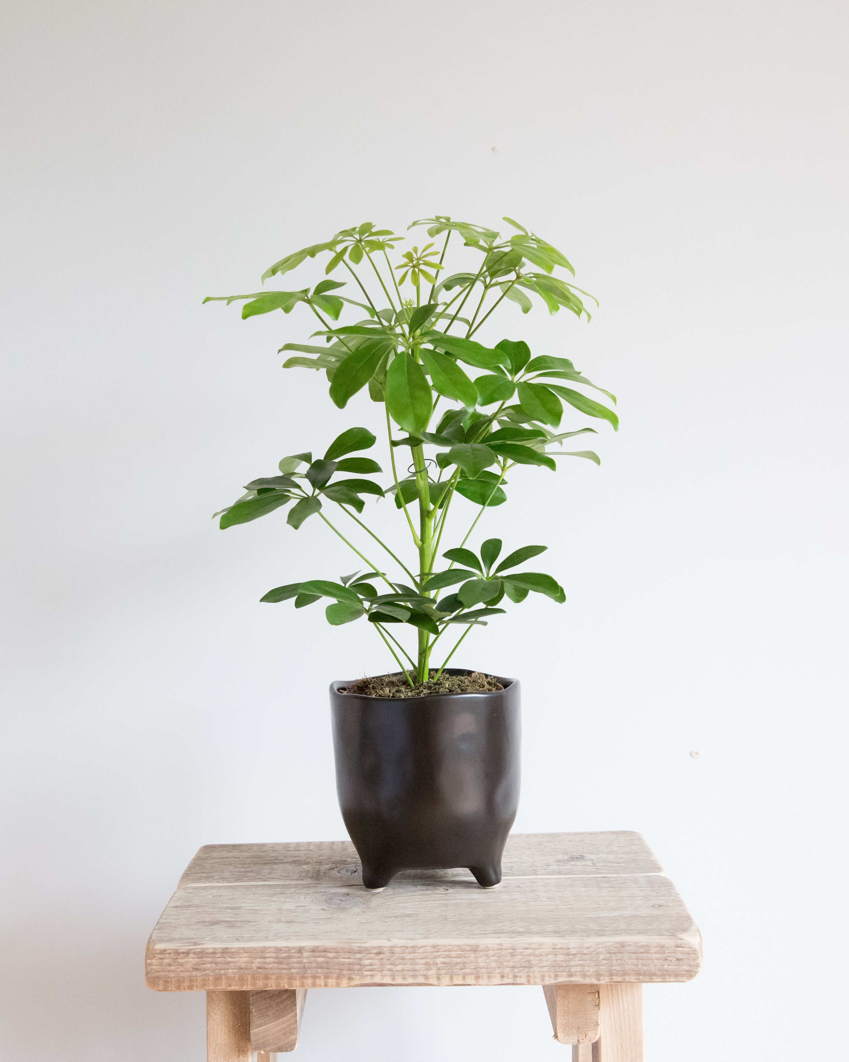 Dwarf Umbrella Tree – Hello Houseplants