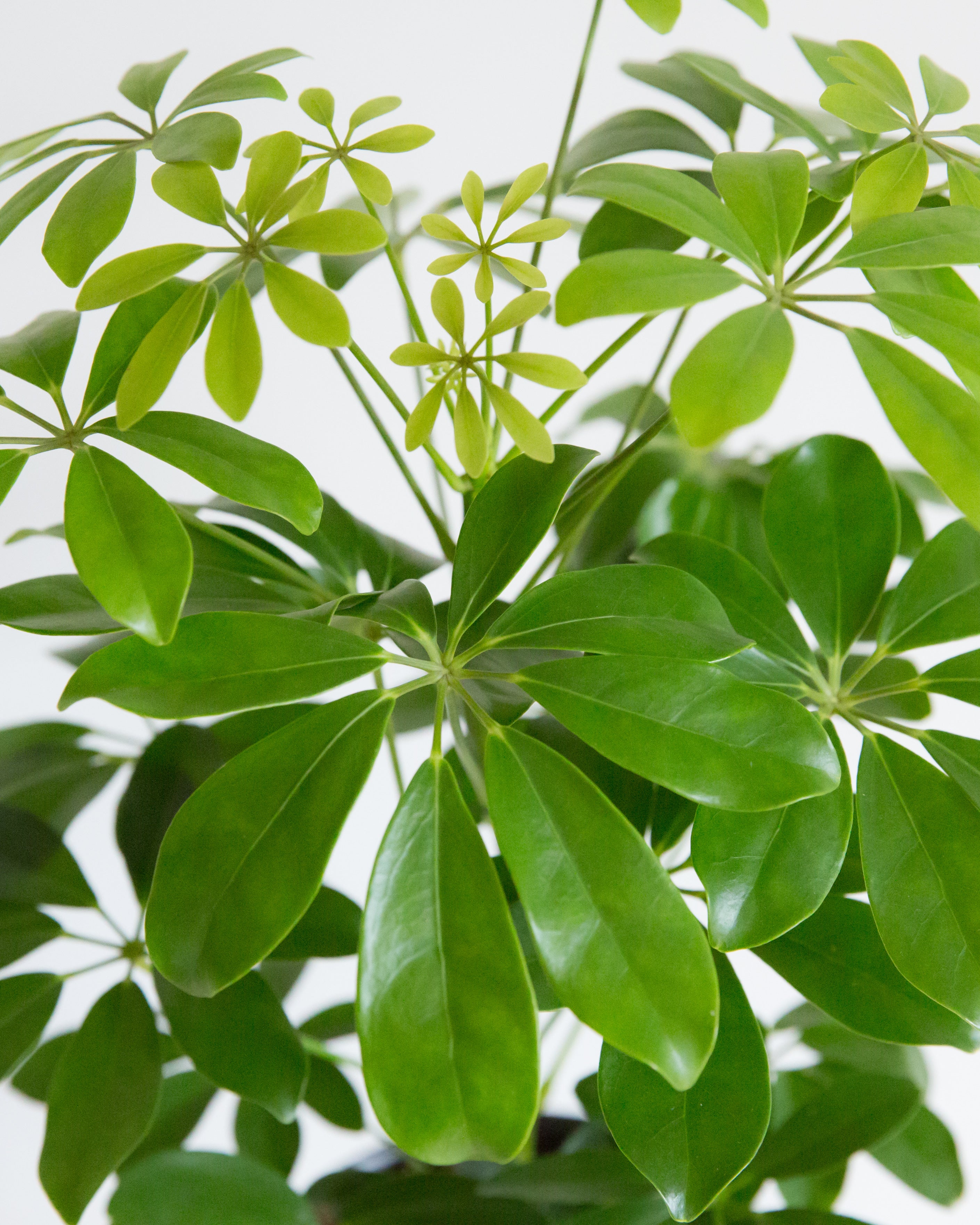 Dwarf Umbrella Tree – Hello Houseplants