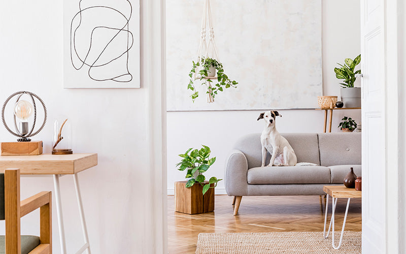 Gifting – Hello Houseplants